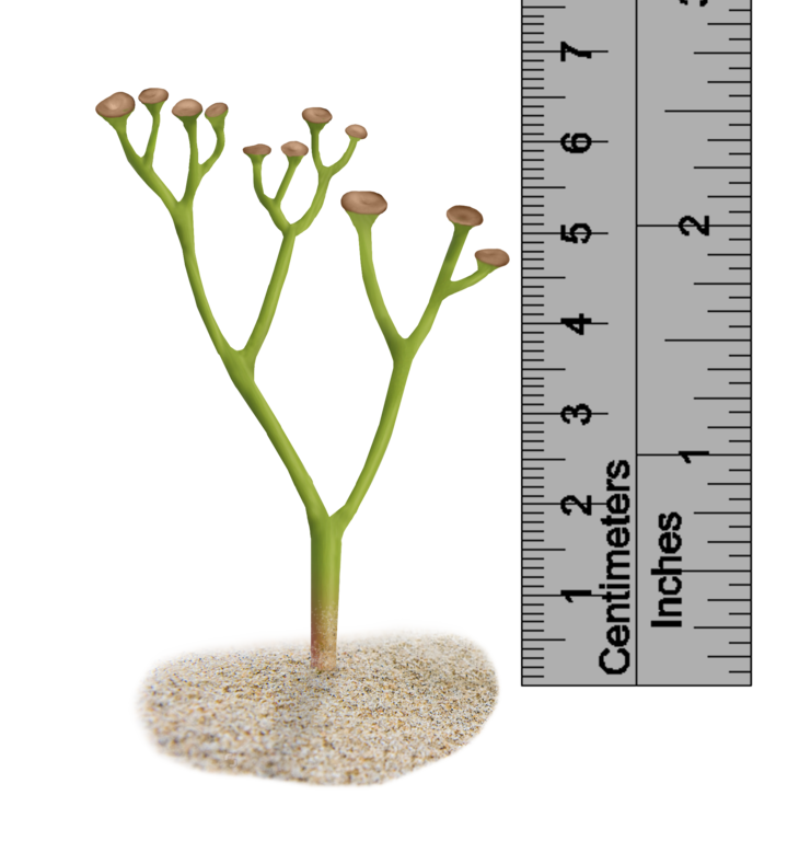 La conquête de la terre par les plantes – L'univers de la géologie