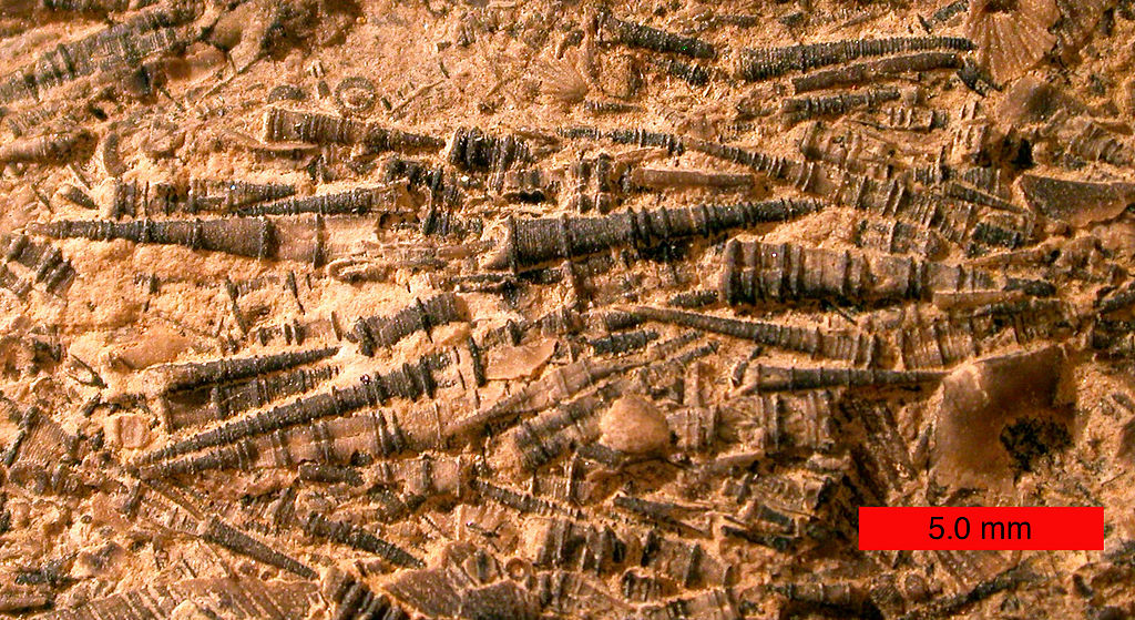 L’extinction de masse de la fin du Dévonien expliquée – L'univers de la ...