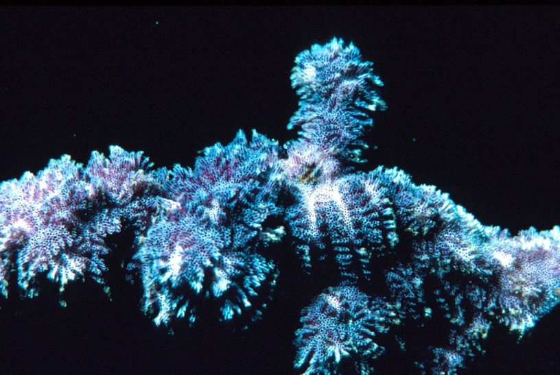 L’Ordovicien – L'univers de la géologie