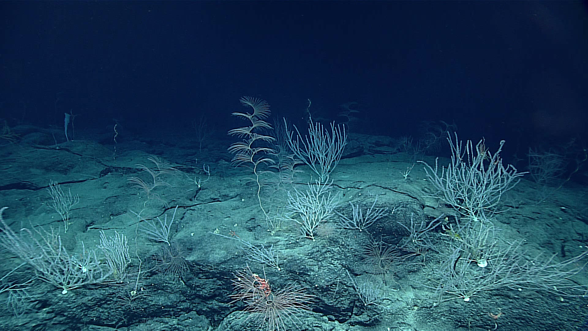 Les Monts Sous Marins Des Mariannes Lunivers De La Géologie