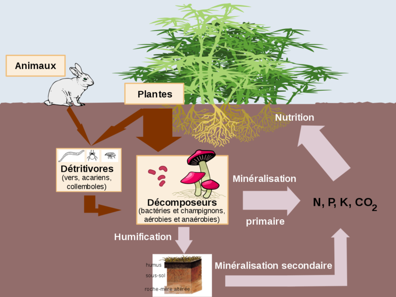 Le cycle du carbone – L'univers de la géologie